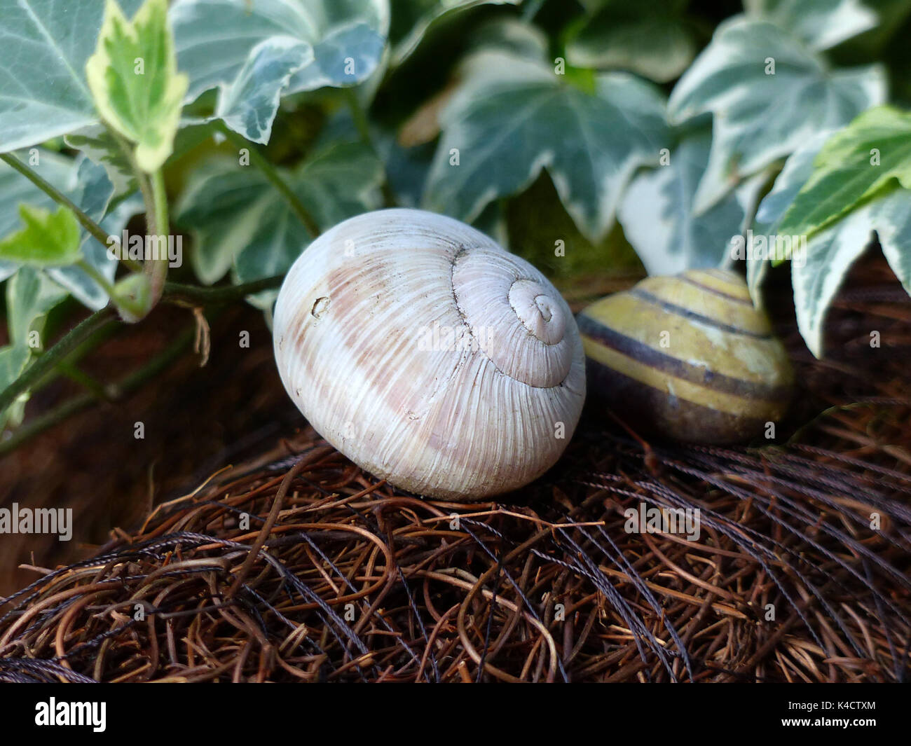 Snail Shells High Resolution Stock Photography and Images - Alamy