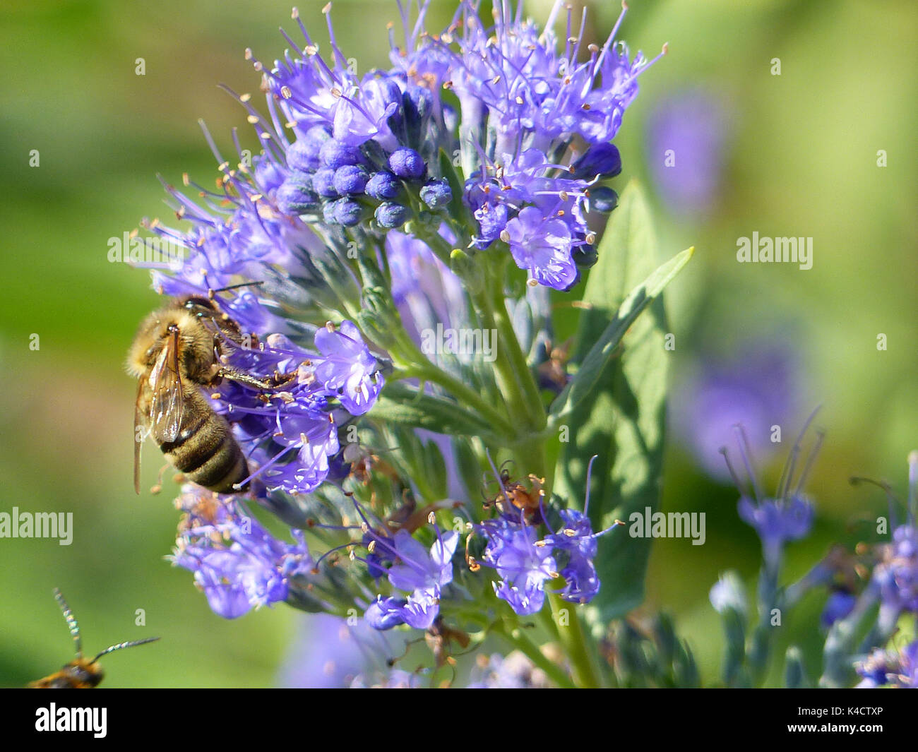 Honey Bee On A Violet Flower With Green Background Stock Photo - Alamy