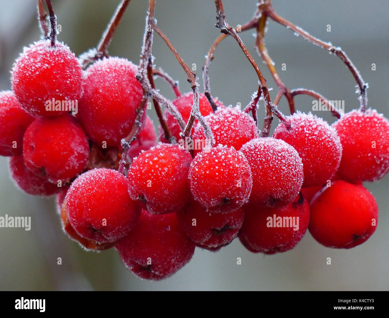 Red frosted berries hi-res stock photography and images - Alamy