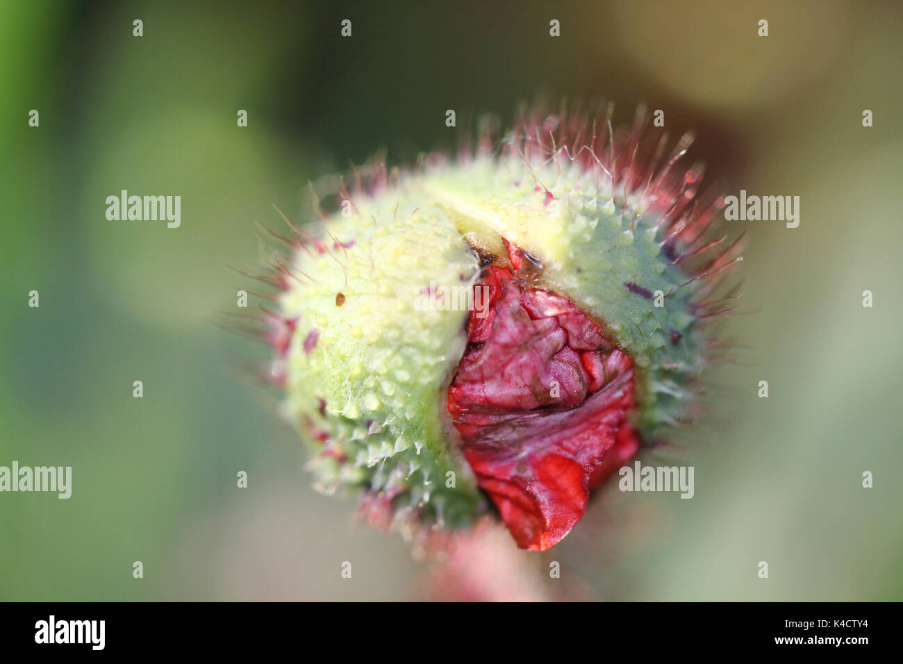 Poppy bud hi-res stock photography and images - Alamy