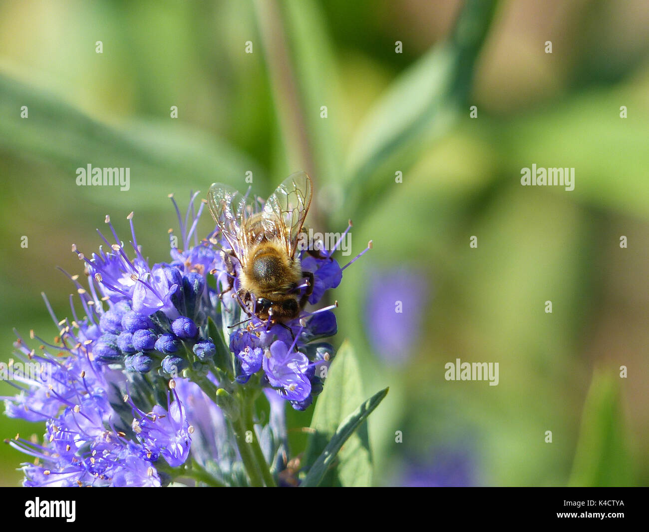 Honey Bee On A Violet Flower With Green Background Stock Photo - Alamy