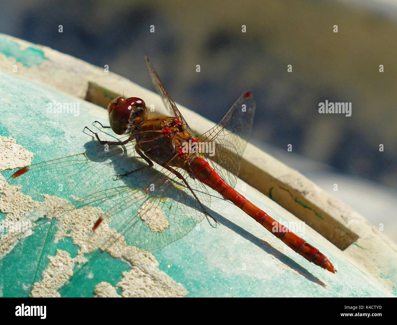 Sympetrum meridionale hi-res stock photography and images - Alamy