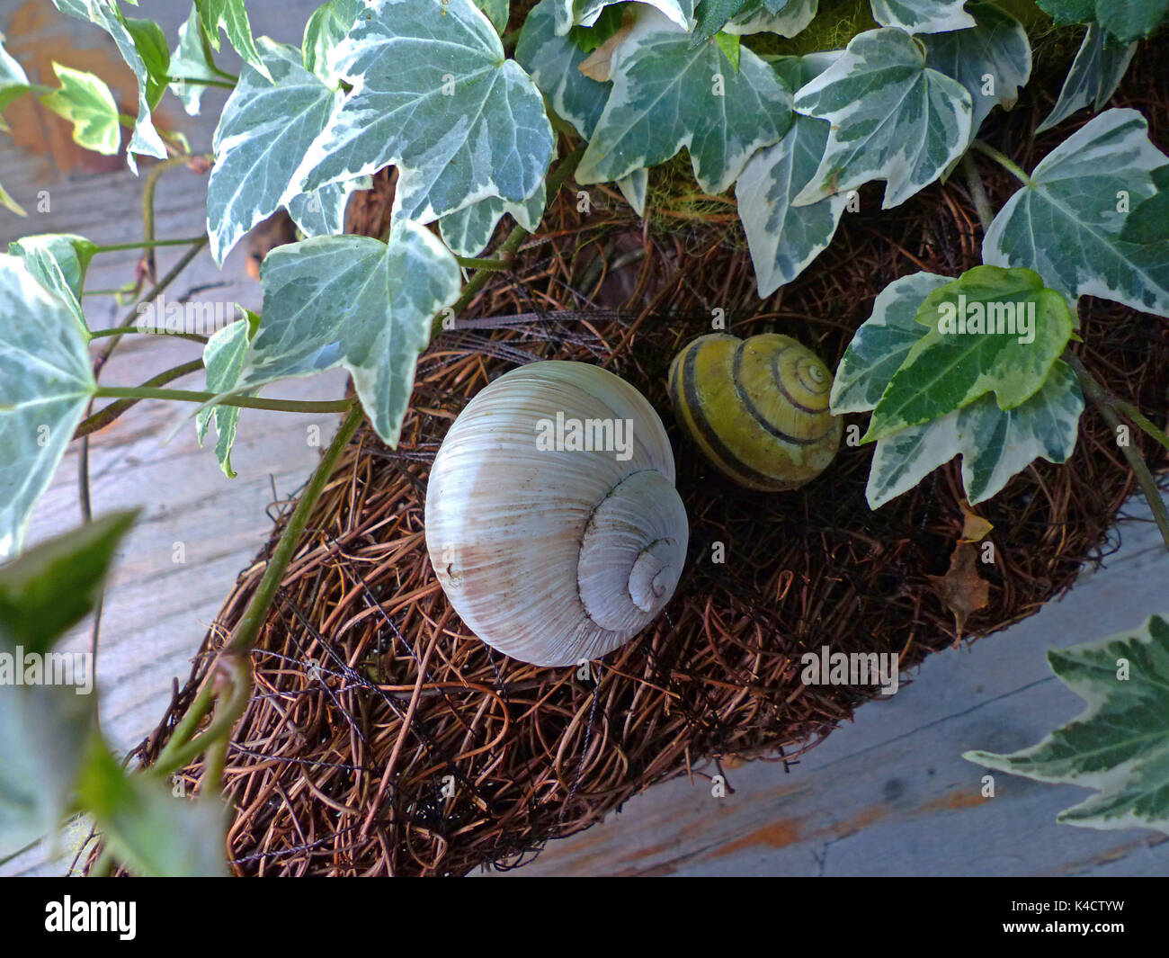 Snail Shells High Resolution Stock Photography and Images - Alamy