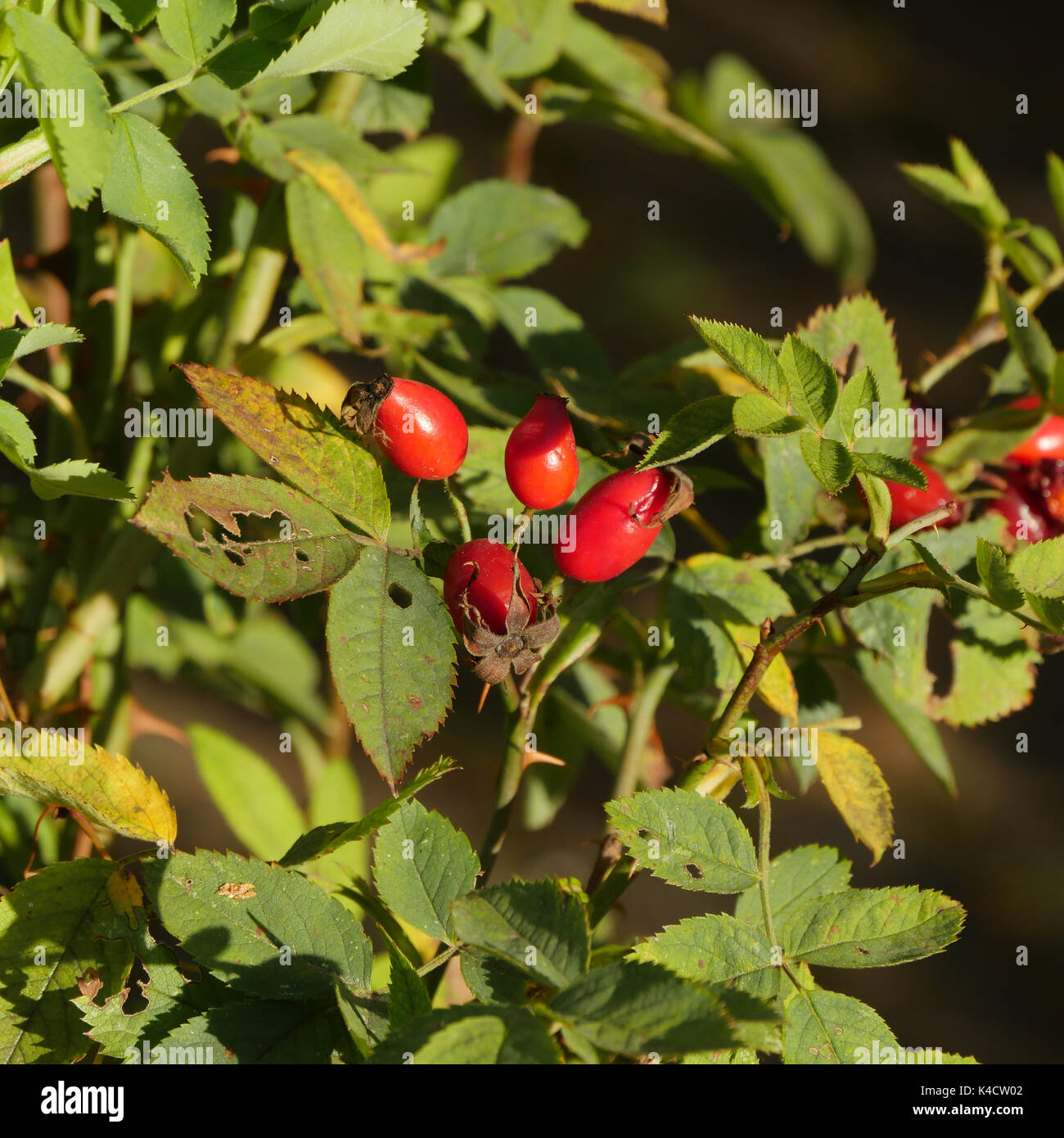 Rosehips red plant green leaves hi-res stock photography and images - Alamy