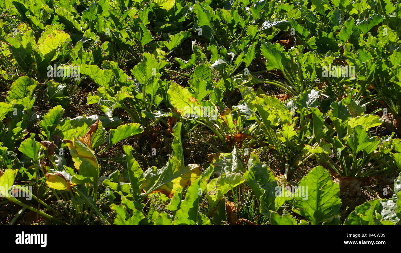 Planting, Plants In The Backlight Stock Photo - Alamy
