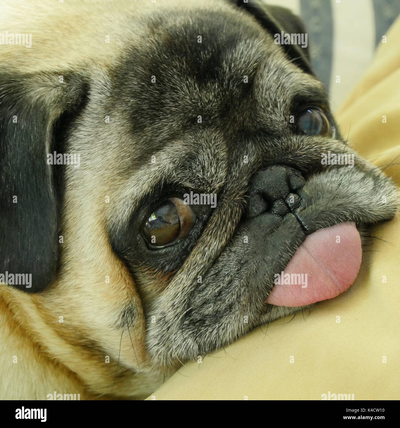 Beige mammal hi-res stock photography and images - Alamy