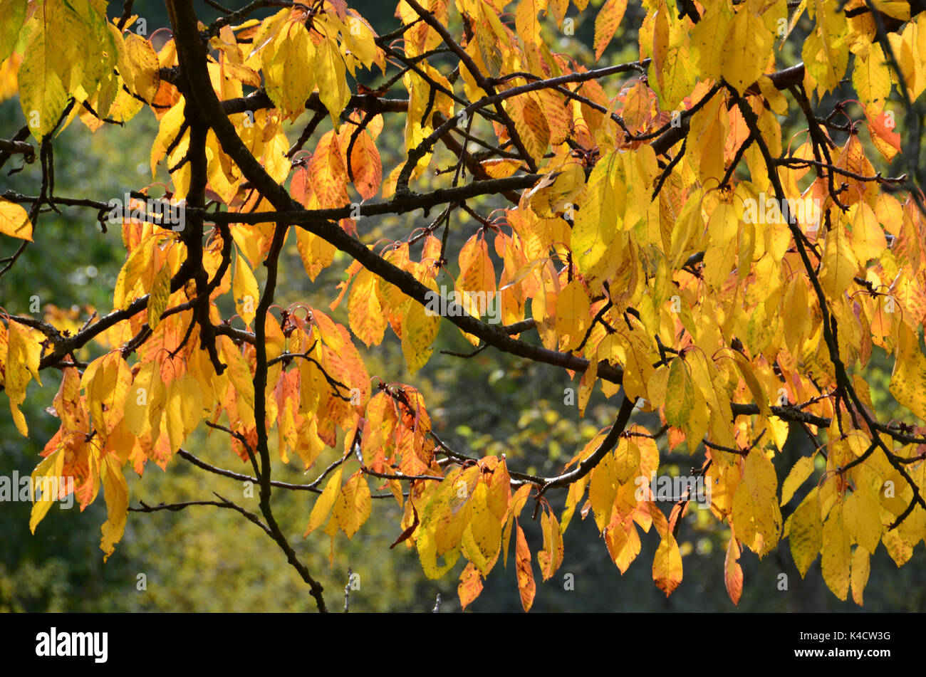 Autumn In Nature, Yellow Coloured Cherry Tree Foliage Stock Photo - Alamy