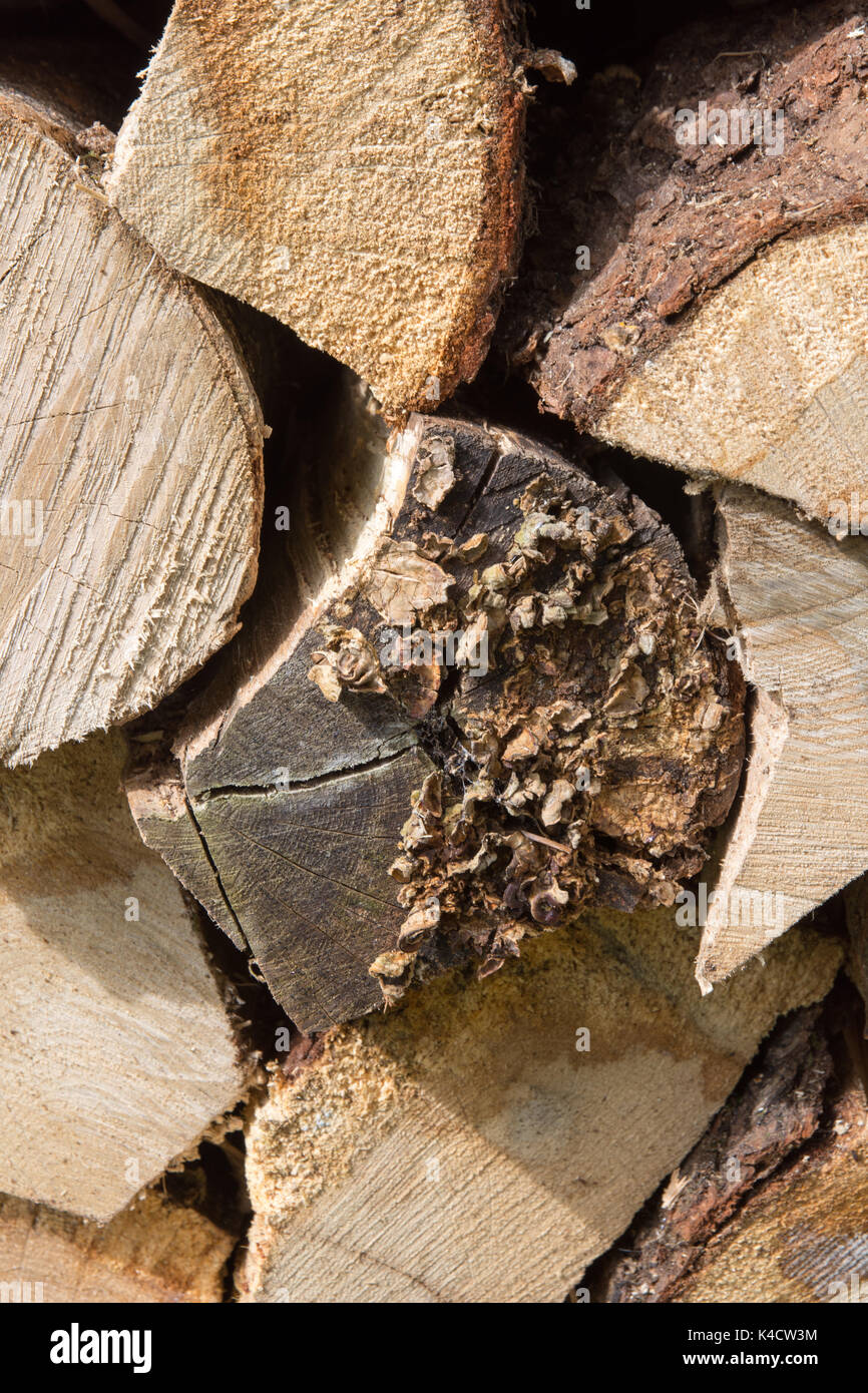 Logwood tree hi-res stock photography and images - Alamy