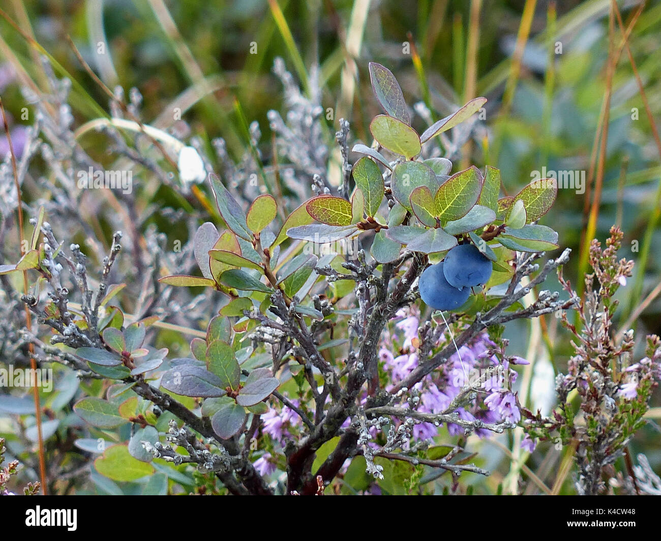 Black moor hi-res stock photography and images - Alamy