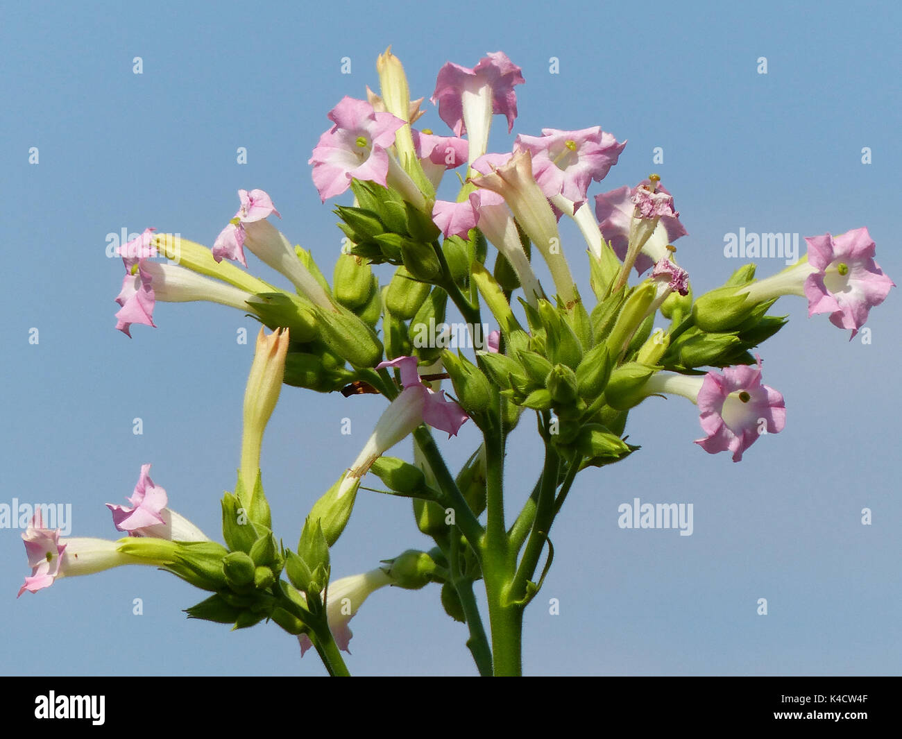 Green flowering tobacco hi-res stock photography and images - Alamy