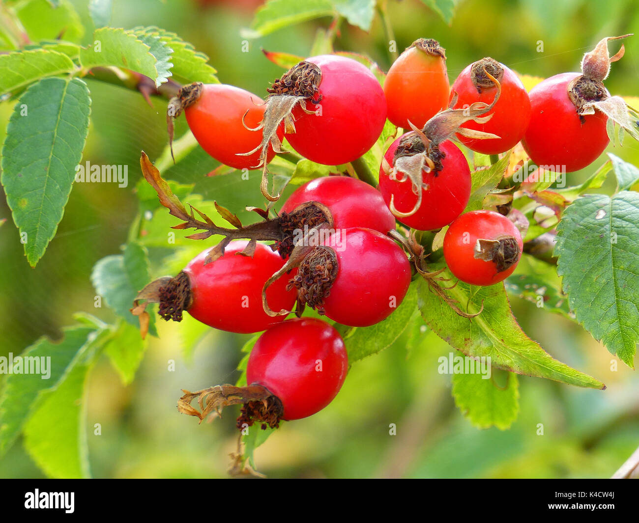 Rosehips shrub hi-res stock photography and images - Alamy
