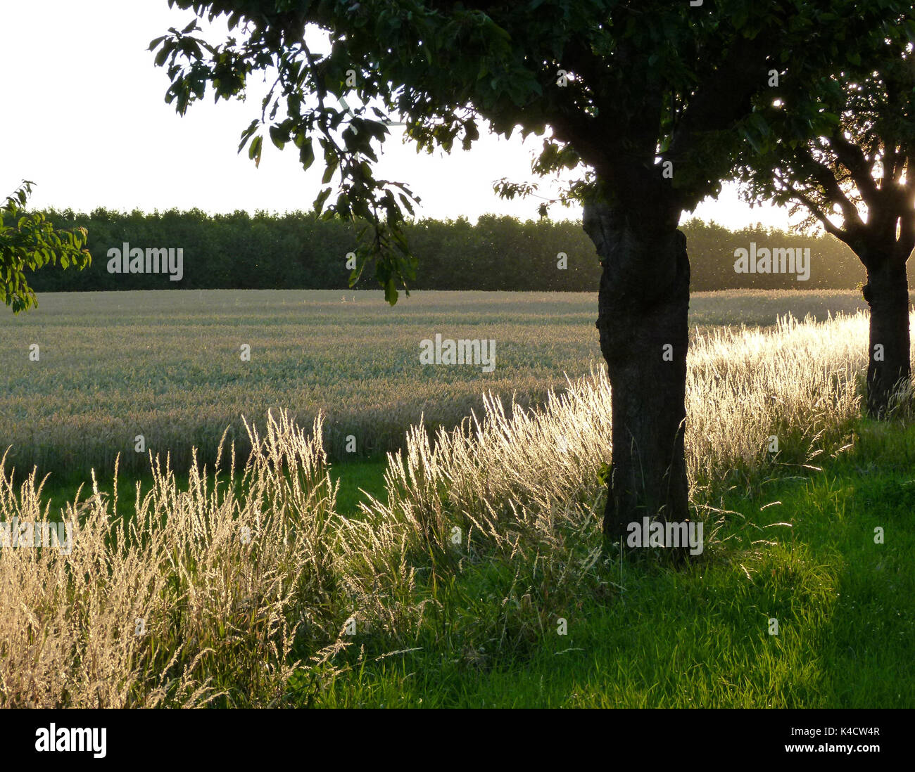 Warm season grasses hi-res stock photography and images - Alamy