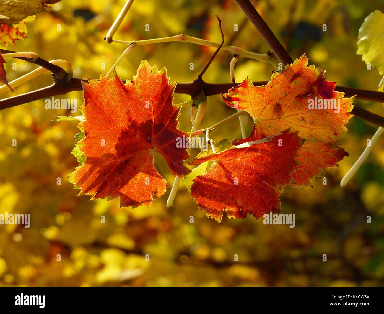 Red Autumnal Wine Leaves, Autumnal Vineyard, Blur Of Colour And Symbol ...