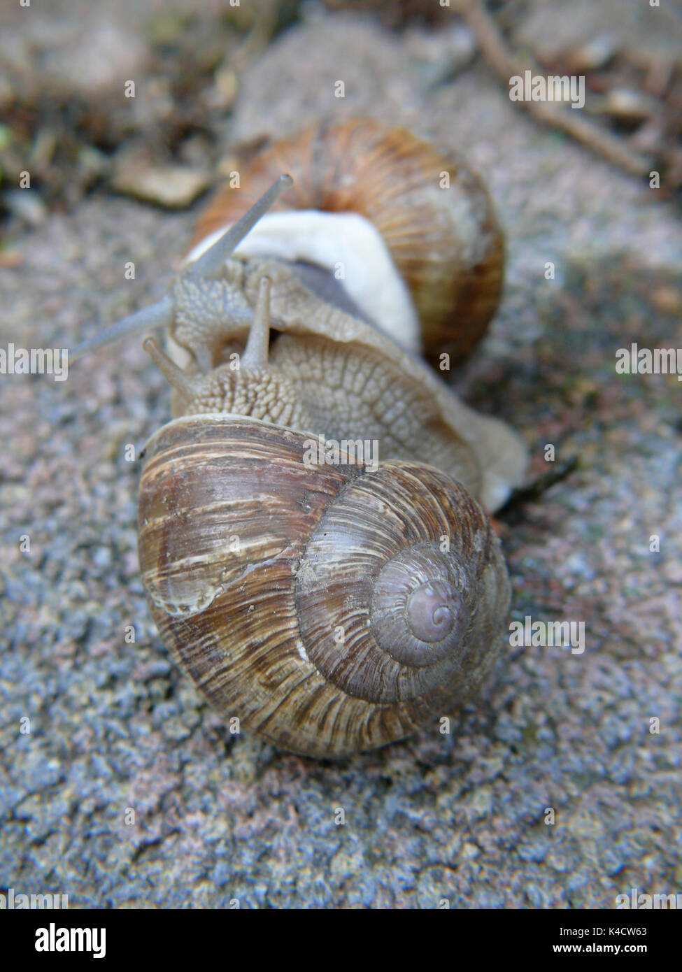 Mating Grapevine Snail Stock Photo - Alamy