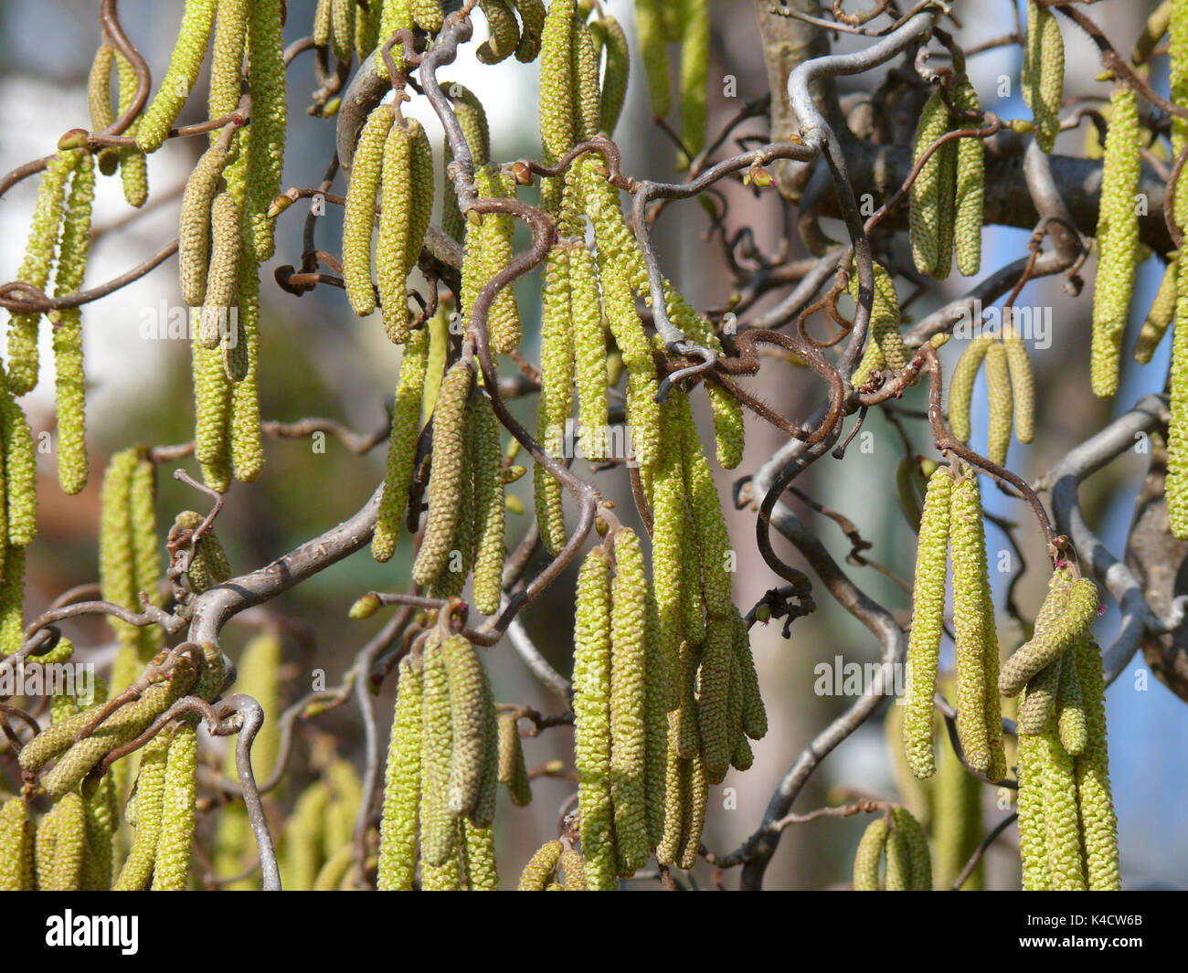Blooming Corkscrew Hazel, Symbol For Pollen Allergy Stock Photo - Alamy