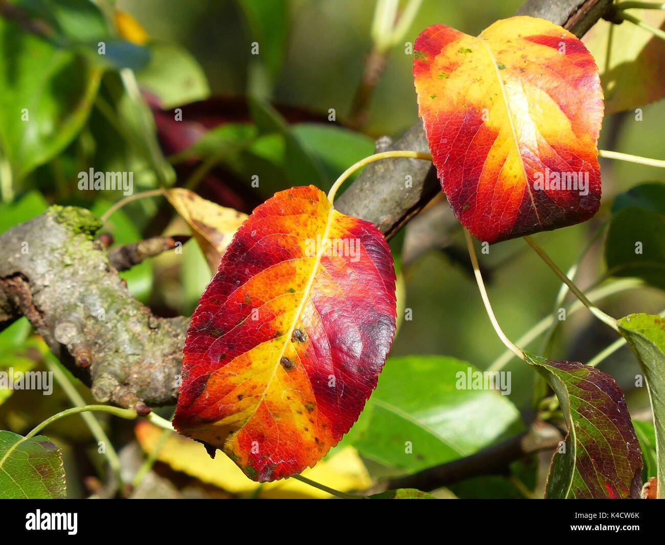 Pear tree in autumn colors hi-res stock photography and images - Alamy