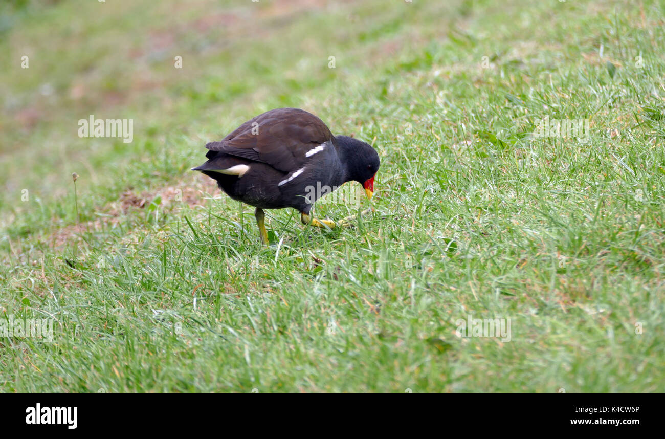 Pond Rail Gallinula Chloropus Ashore On A Meadow Stock Photo - Alamy