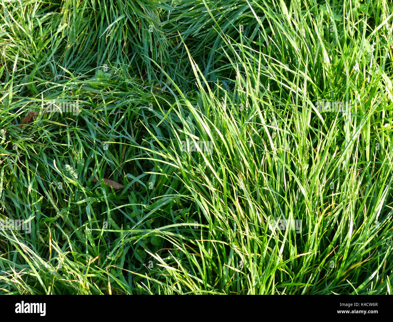 Hassock grass hi-res stock photography and images - Alamy