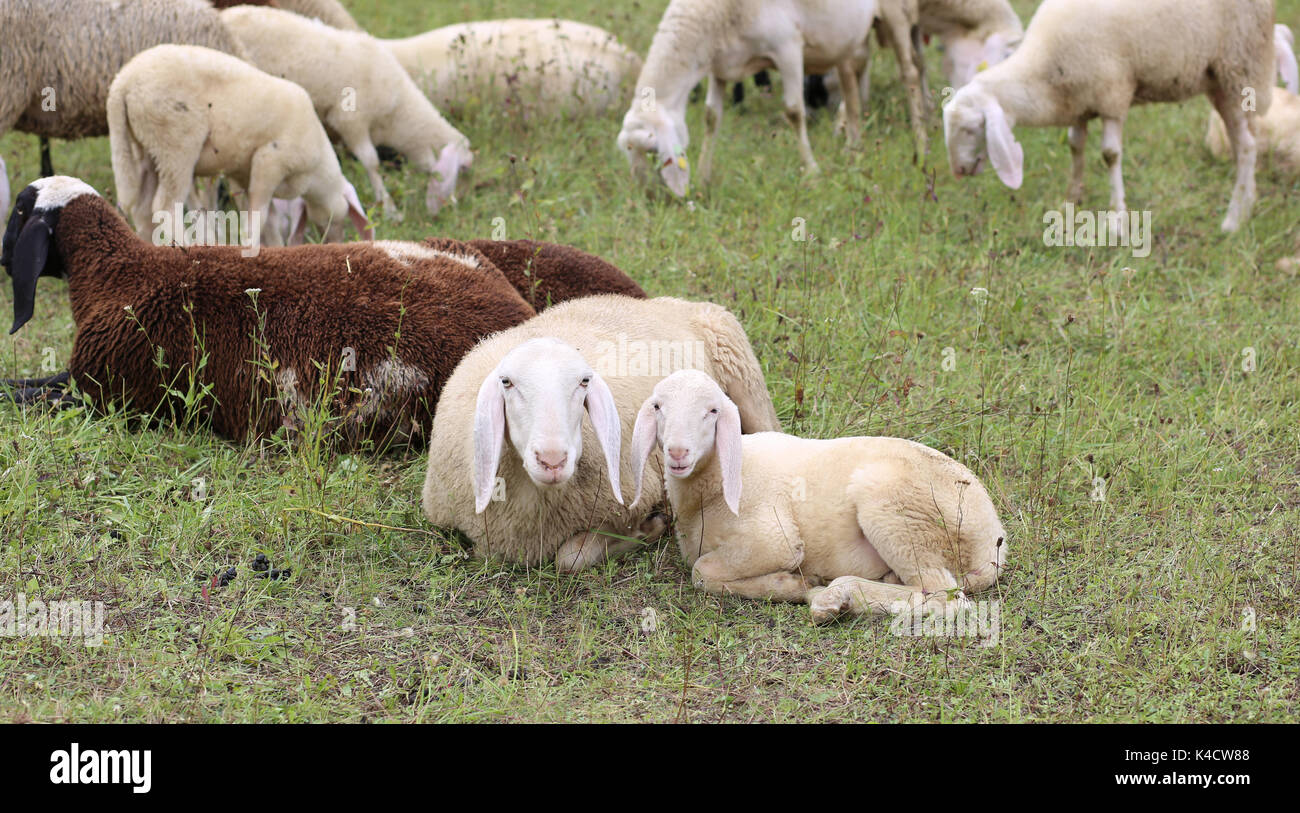 Lamb mummy hi-res stock photography and images - Alamy