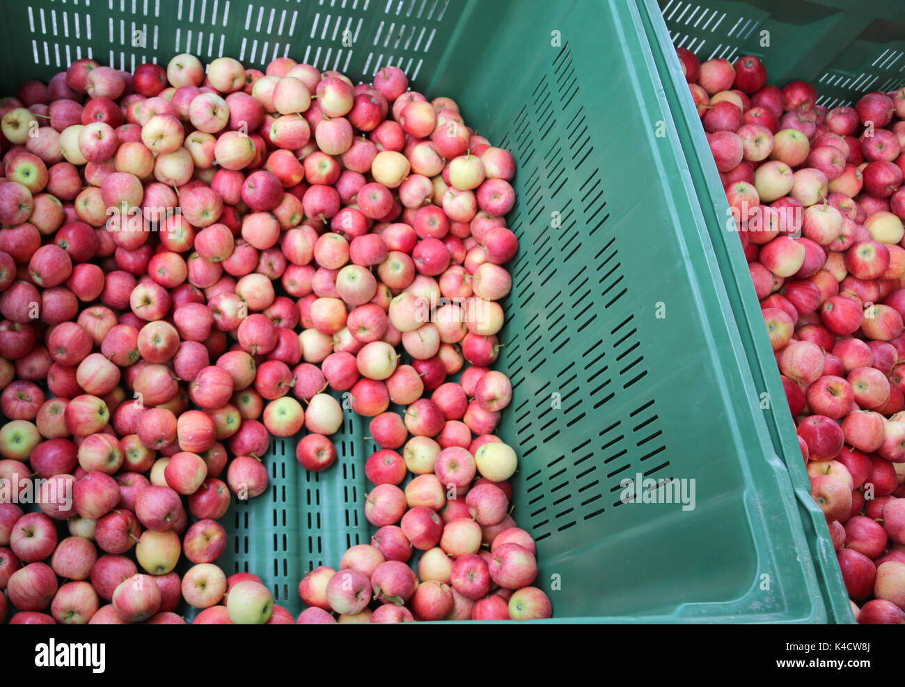 Cash inside apple hi-res stock photography and images - Alamy
