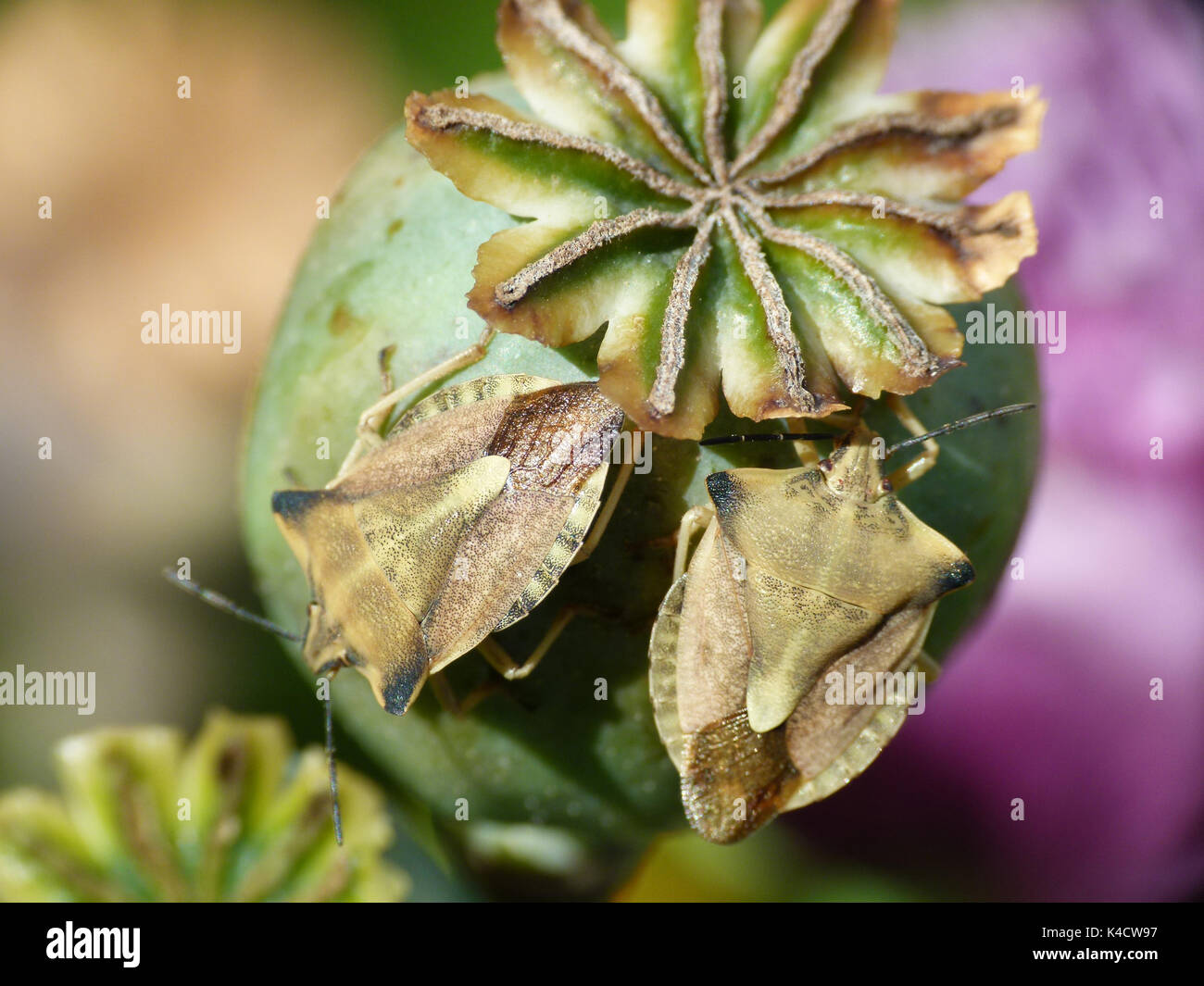 Green Bugs On A Poppy Capsule Stock Photo - Alamy