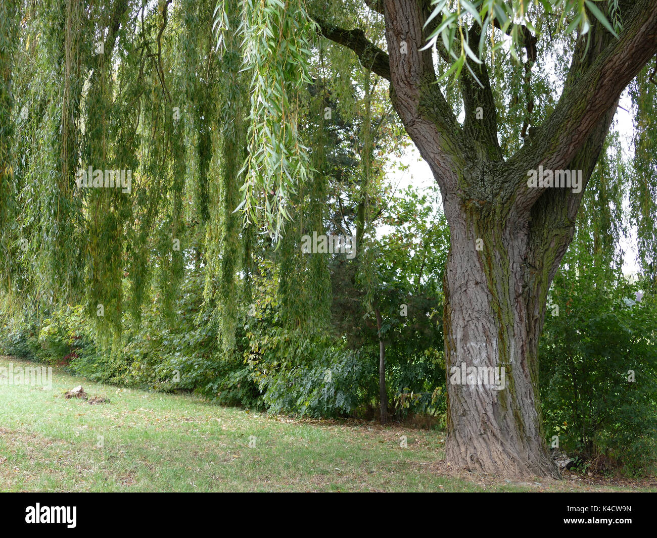 Weeping Willow, Salix Babylonica Stock Photo - Alamy