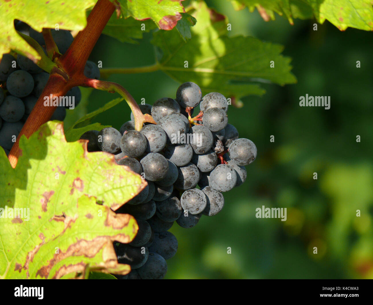 Blue Grapes In A Vineyard Stock Photo - Alamy