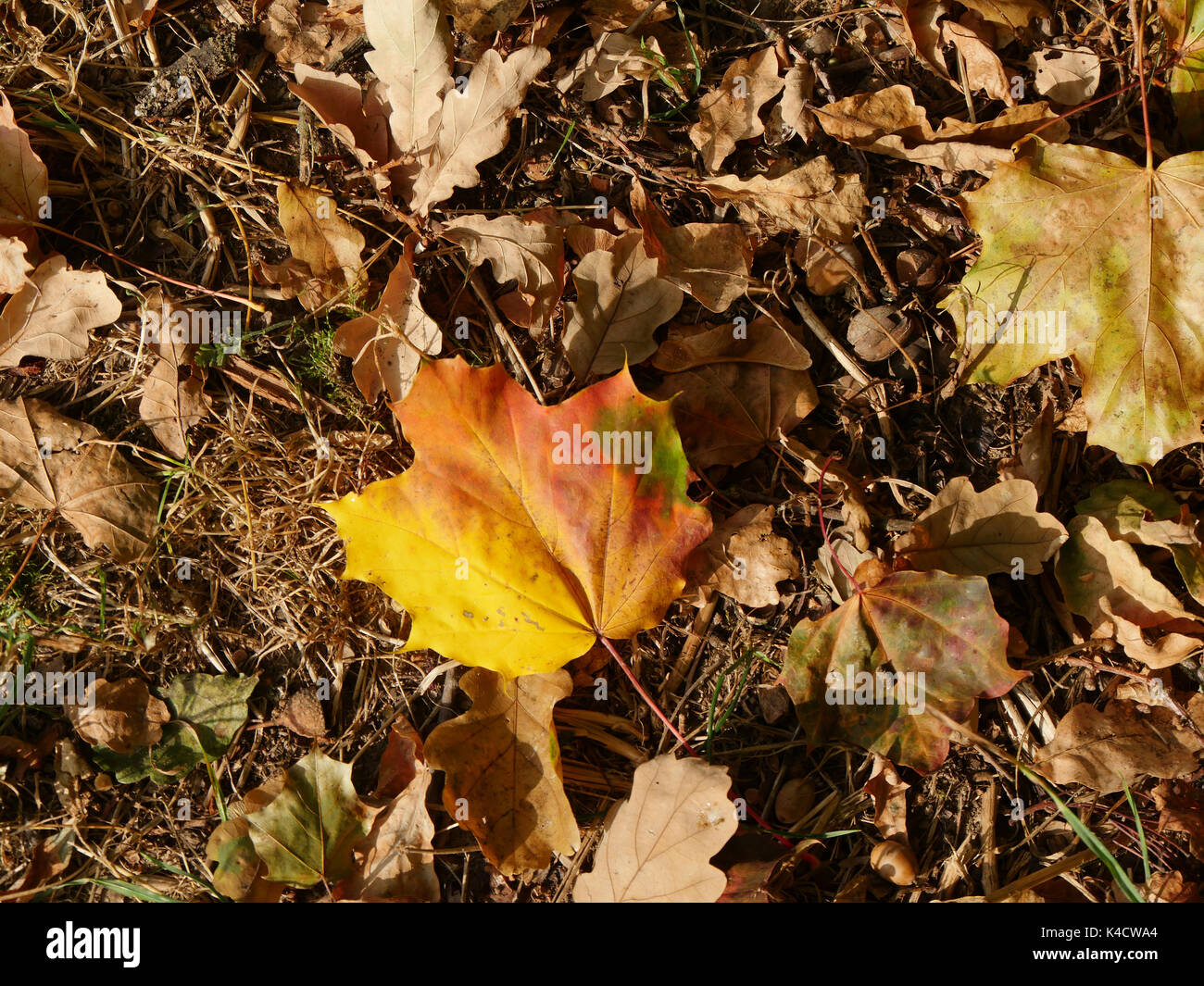 Pointed maple leaf hi-res stock photography and images - Alamy