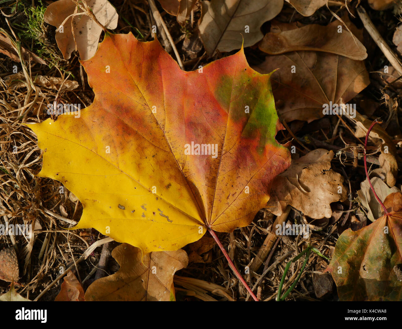 Pointed maple leaf hi-res stock photography and images - Alamy