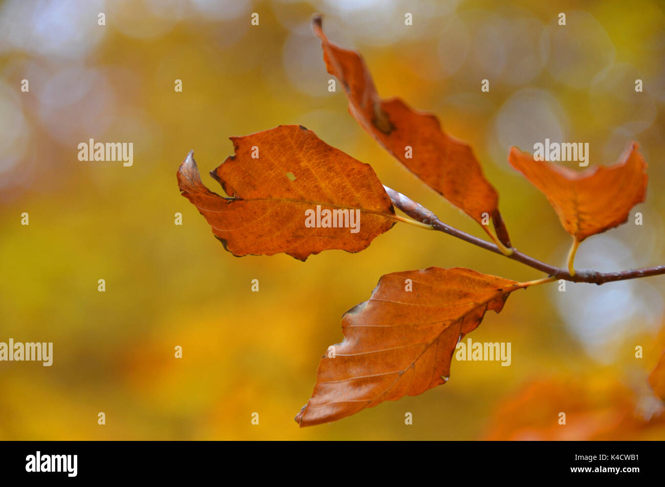 Beech twig hi-res stock photography and images - Alamy