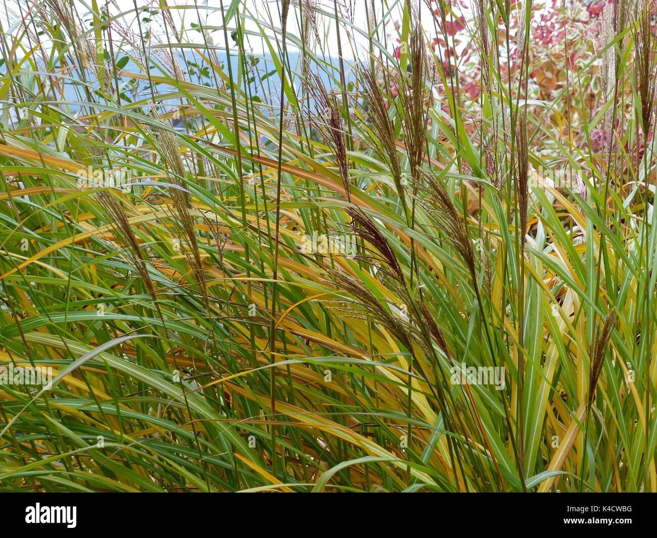 Ornamental greens hi-res stock photography and images - Alamy