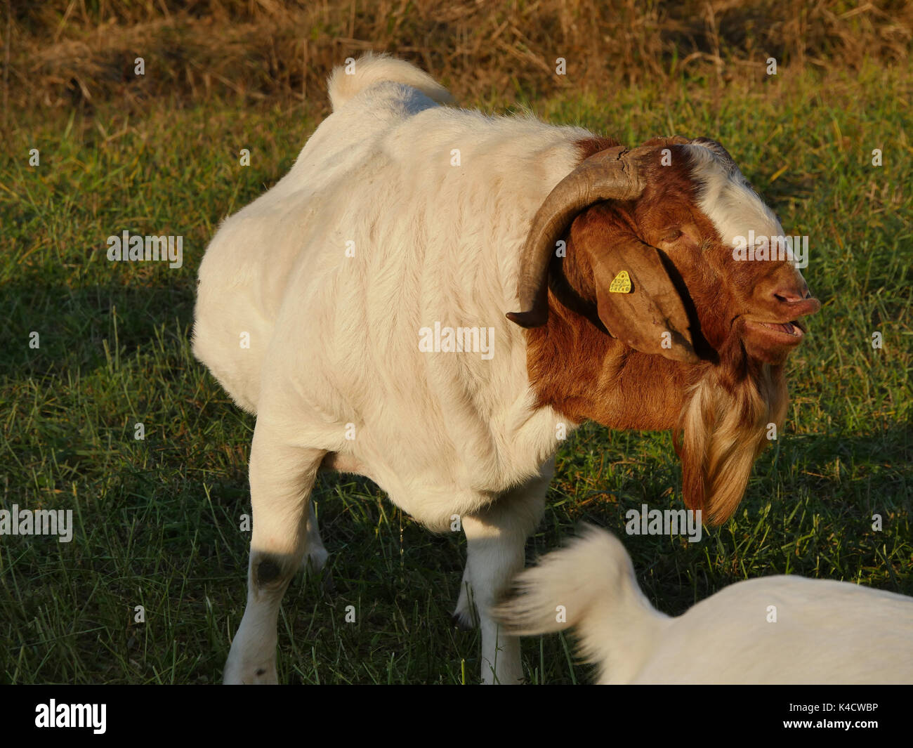Buck boer goat hi-res stock photography and images - Alamy