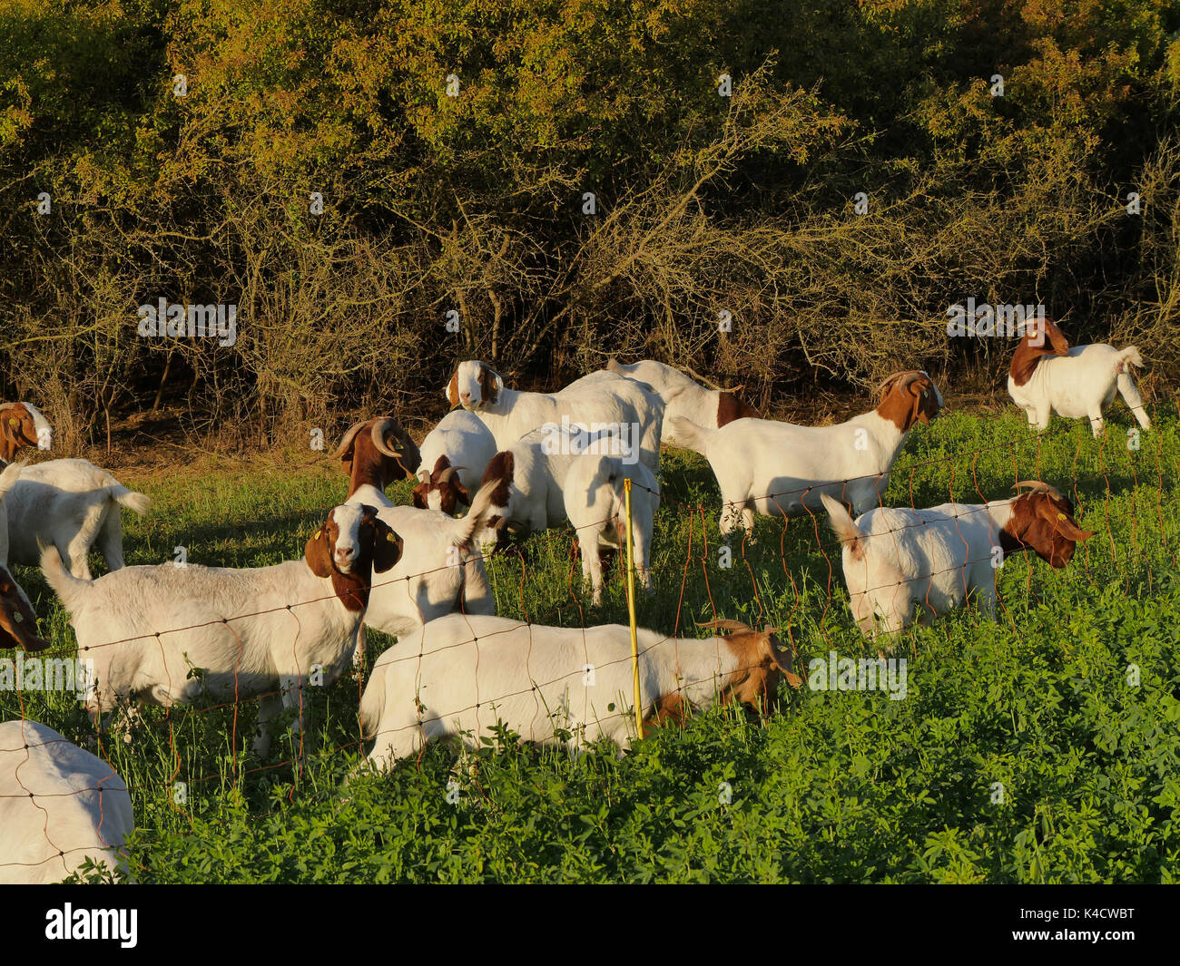 Herd of boer goats hi-res stock photography and images - Alamy