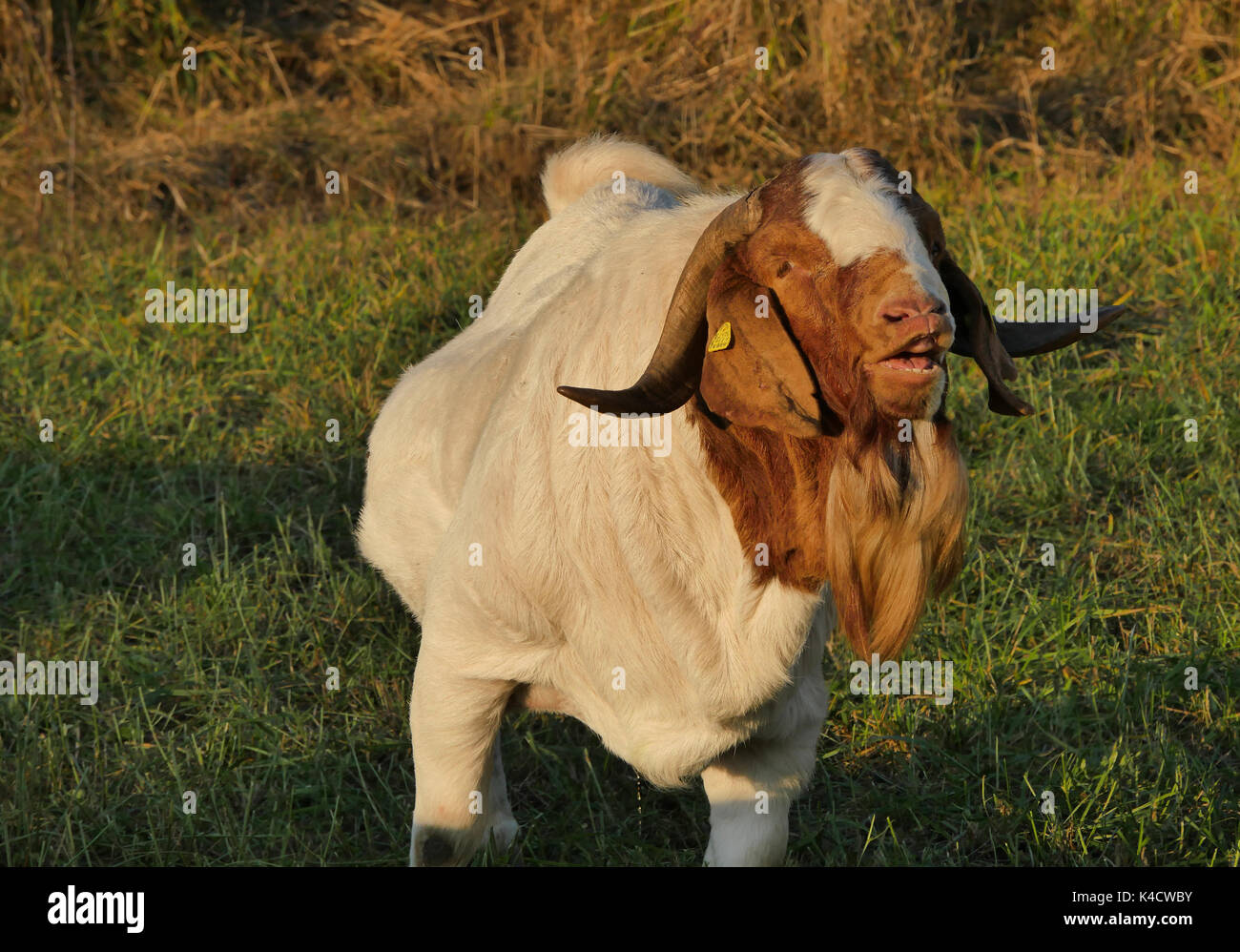 Male boer goat hi-res stock photography and images - Alamy