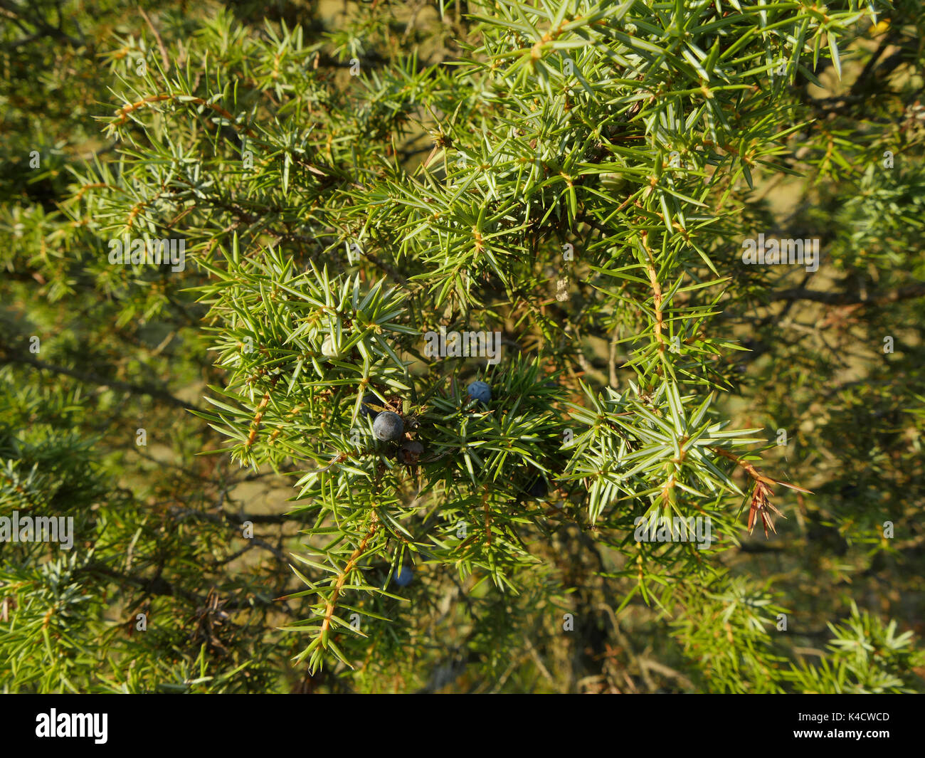 Juniper, Juniperus Communis Stock Photo - Alamy