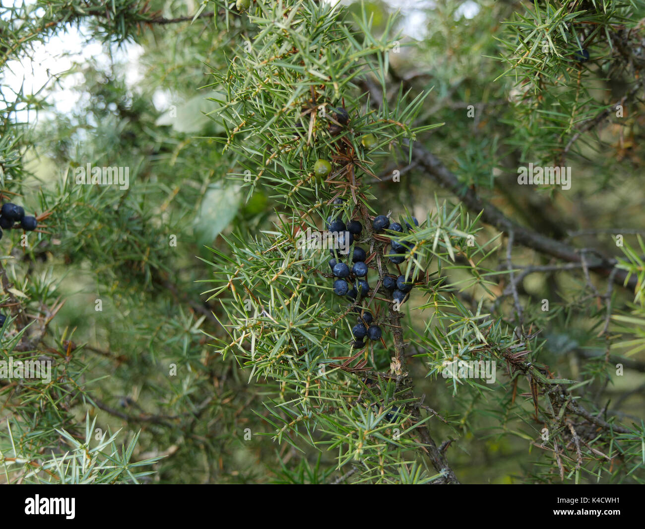 Juniper, Juniperus Communis Stock Photo - Alamy