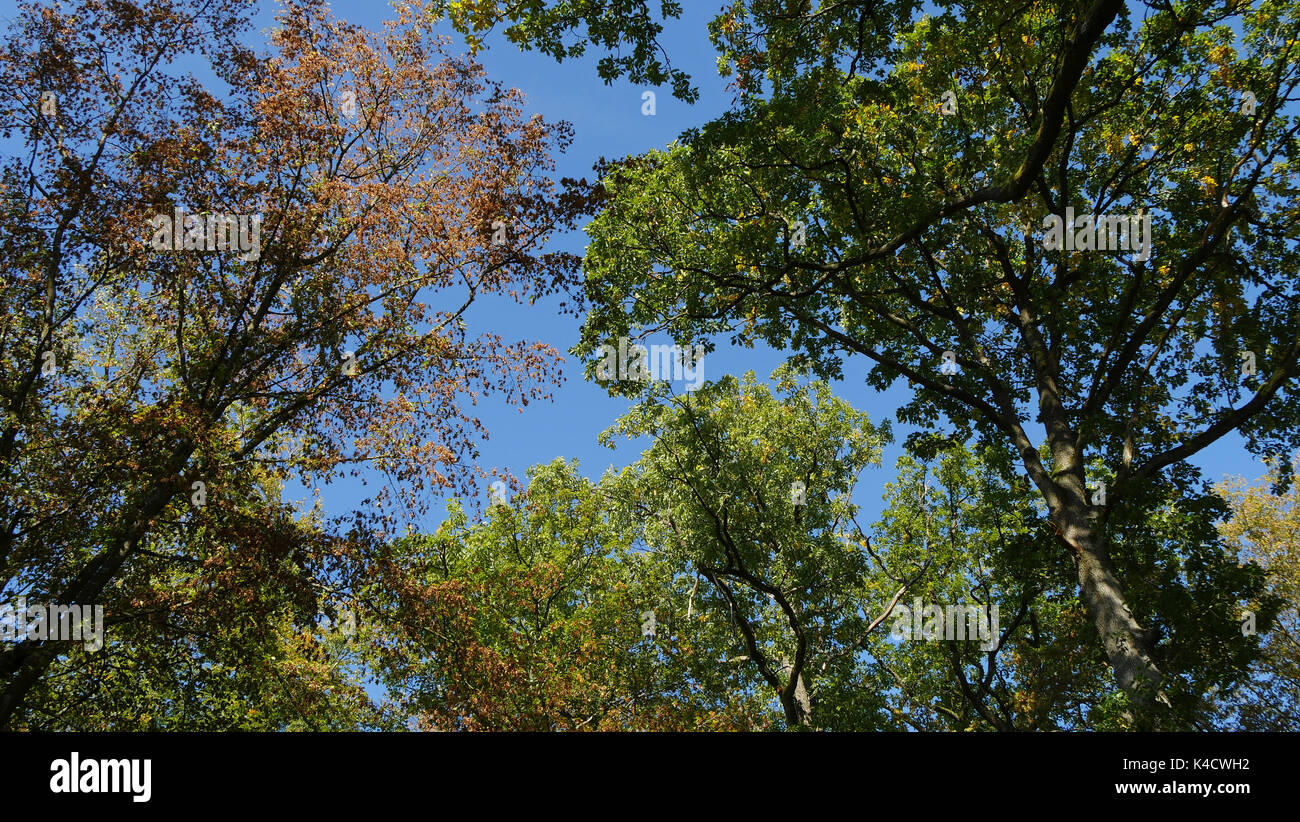 Looking High In The Tree Tops Of Leaf-Bearing Trees Under Blue Sky ...