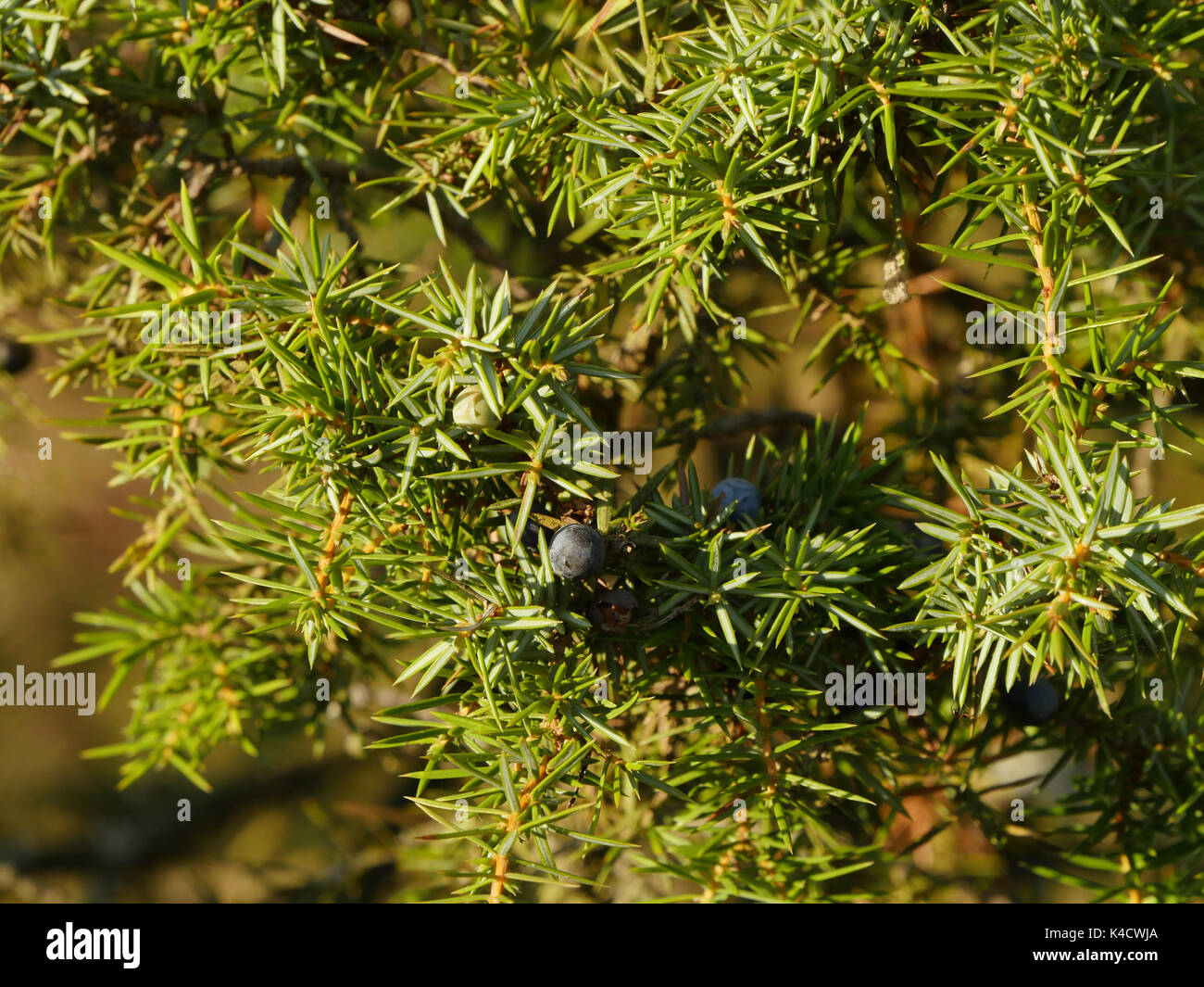 Juniper, Juniperus Communis Stock Photo - Alamy