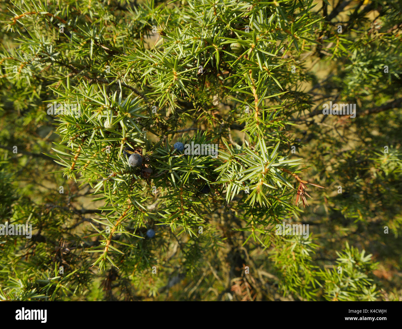 Juniper, Juniperus Communis Stock Photo - Alamy