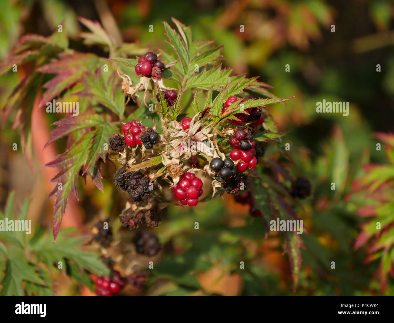 Blackberry Plant In Autumn Stock Photo - Alamy