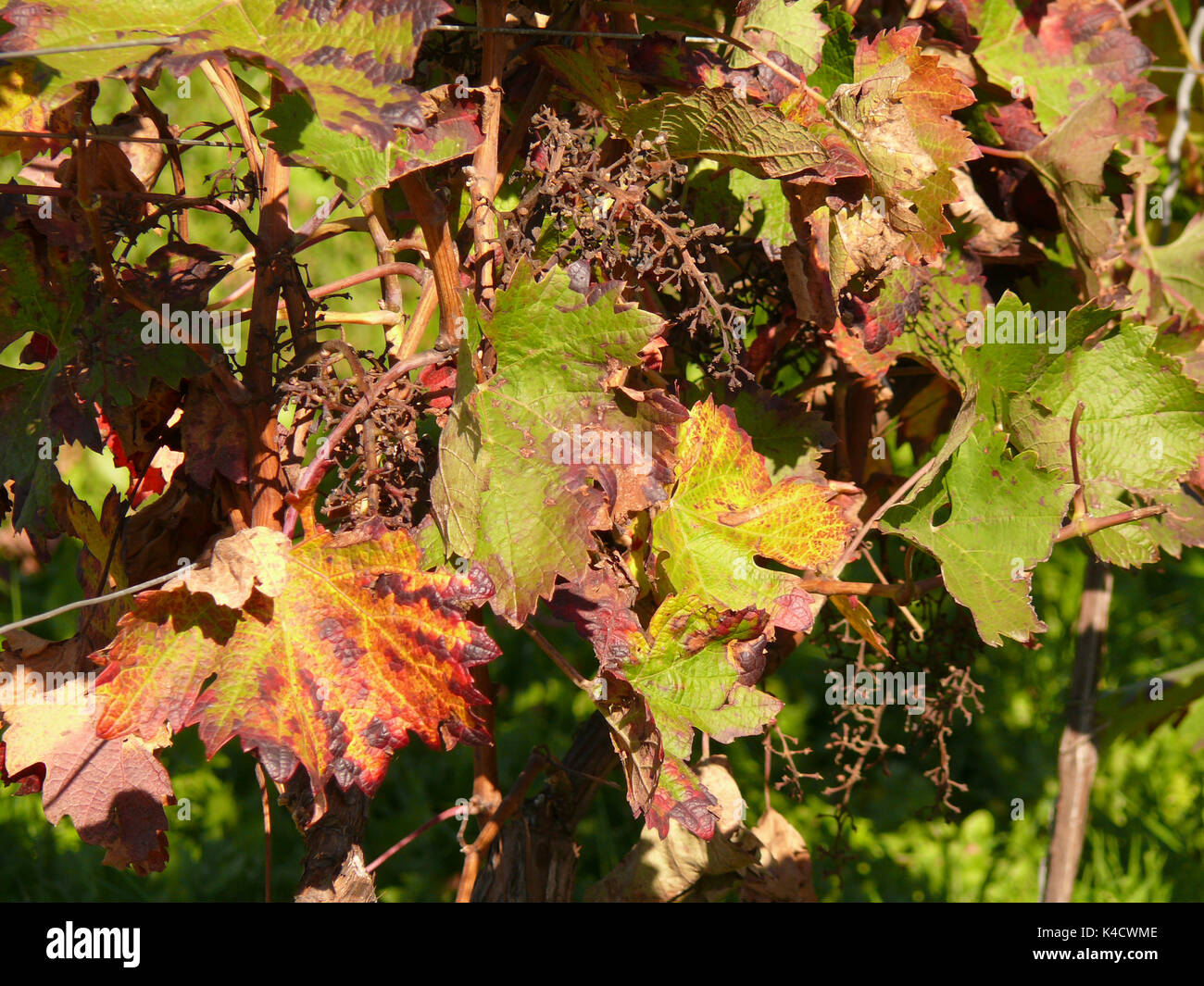 Empty grape panicles hi-res stock photography and images - Alamy