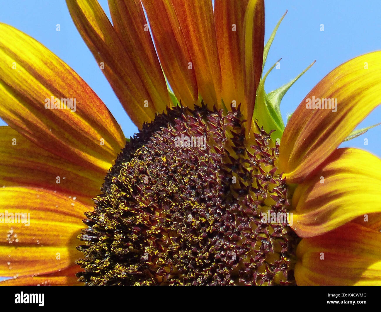 Sunflower, Helianthus Annuus Stock Photo - Alamy