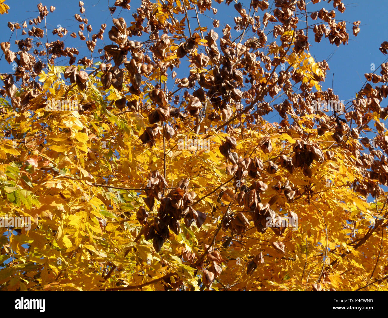 Bubble Ash Tree In Autumn, Paniculate Bubble Tree, Koelreuteria ...