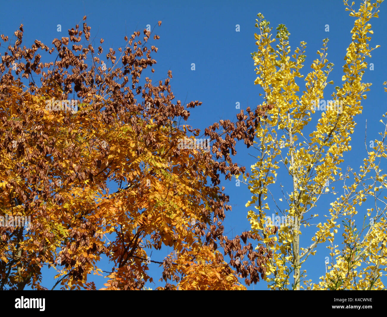 Bubble Ash Tree In Autumn, Paniculate Bubble Tree, Koelreuteria ...