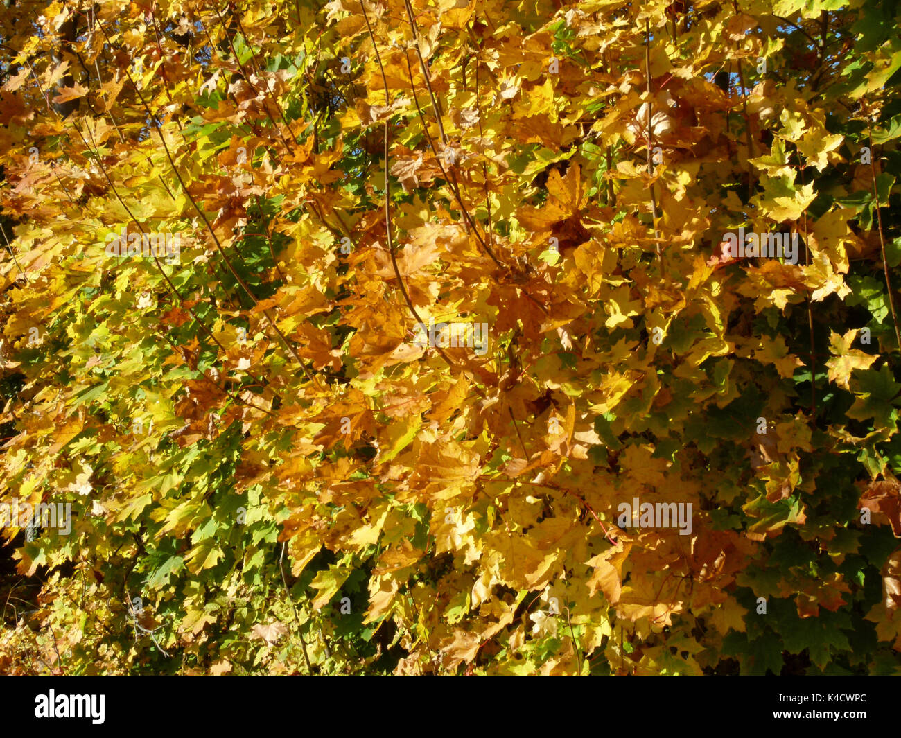 Maple trees fall foliage nature forest edge hi-res stock photography ...