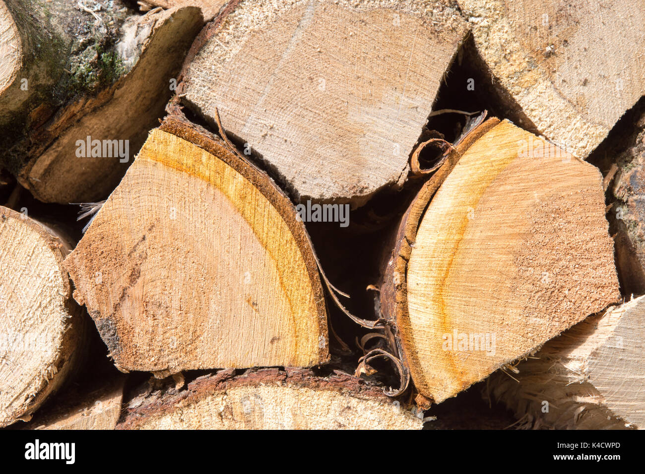 Logwood bark hi-res stock photography and images - Alamy