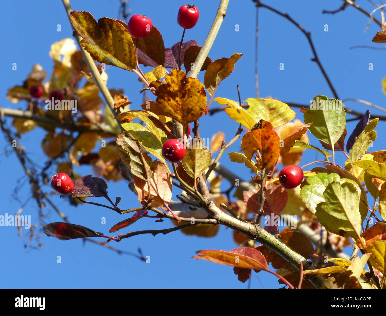 Scarlet thorn hi-res stock photography and images - Alamy