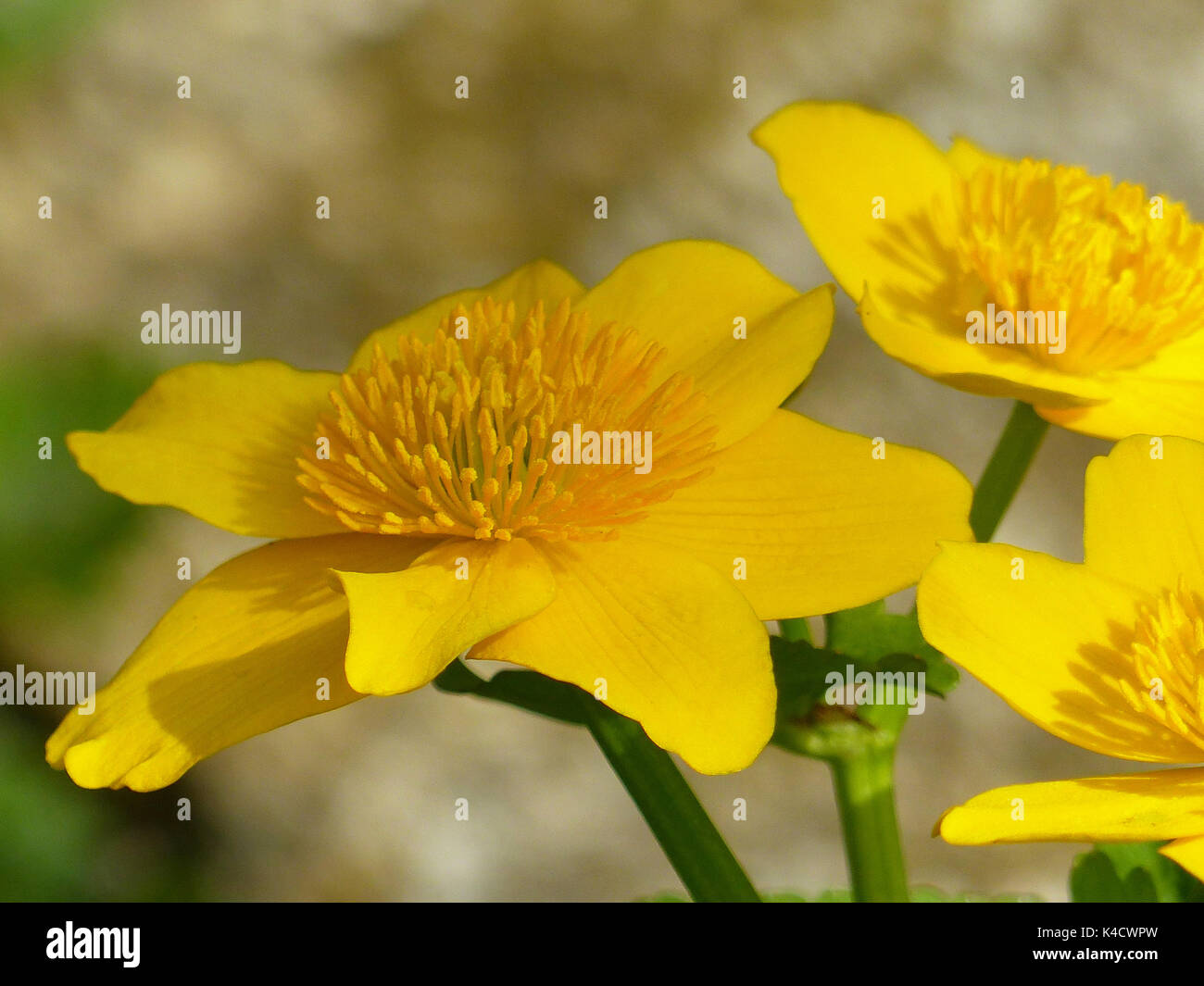 Marshmarigold hi-res stock photography and images - Alamy