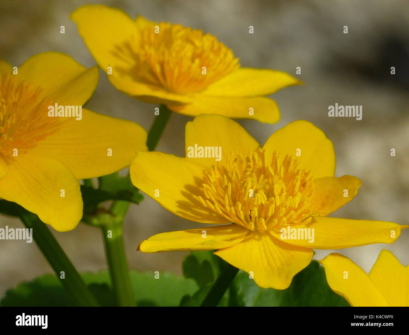 Marshmarigold hi-res stock photography and images - Alamy