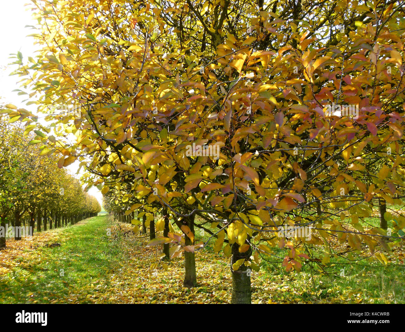Sour Cherry Trees With Autumn Foliage Stock Photo - Alamy